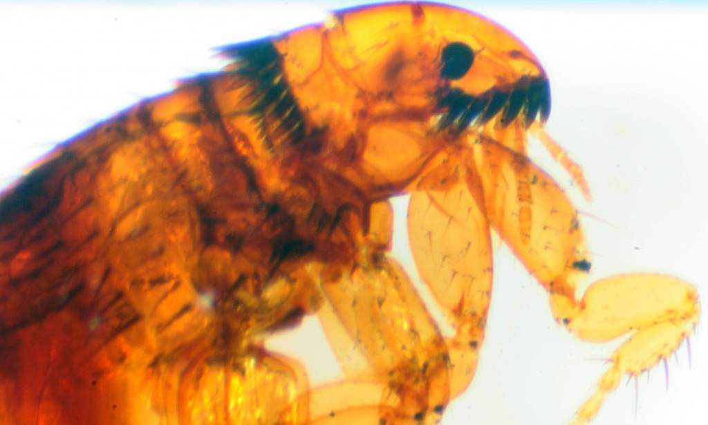 Vlooien snel en vakkundig bestrijden met Mega-Des BV