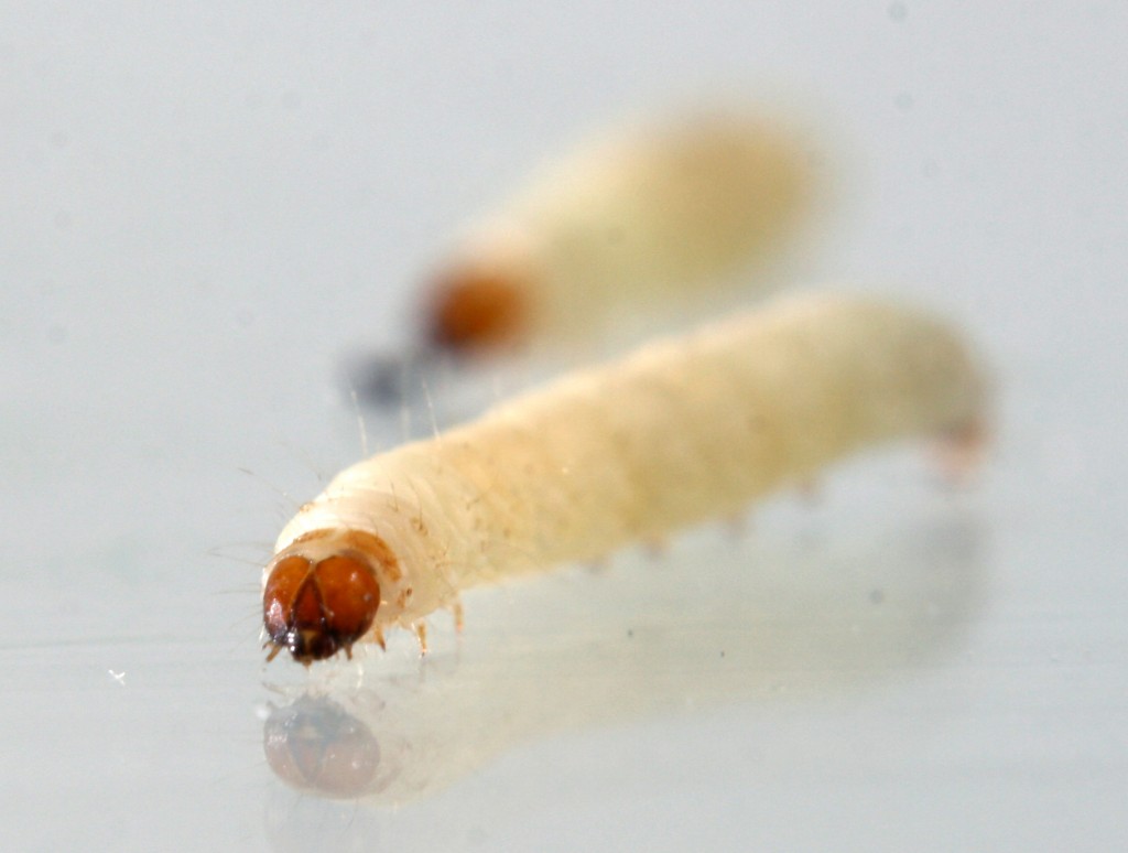 Motten snel en vakkundig bestrijden met Mega-Des