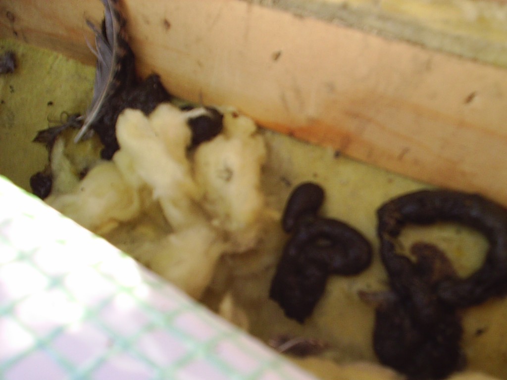 uitwerpselen van Steenmarter - Plaagdierbeheersing