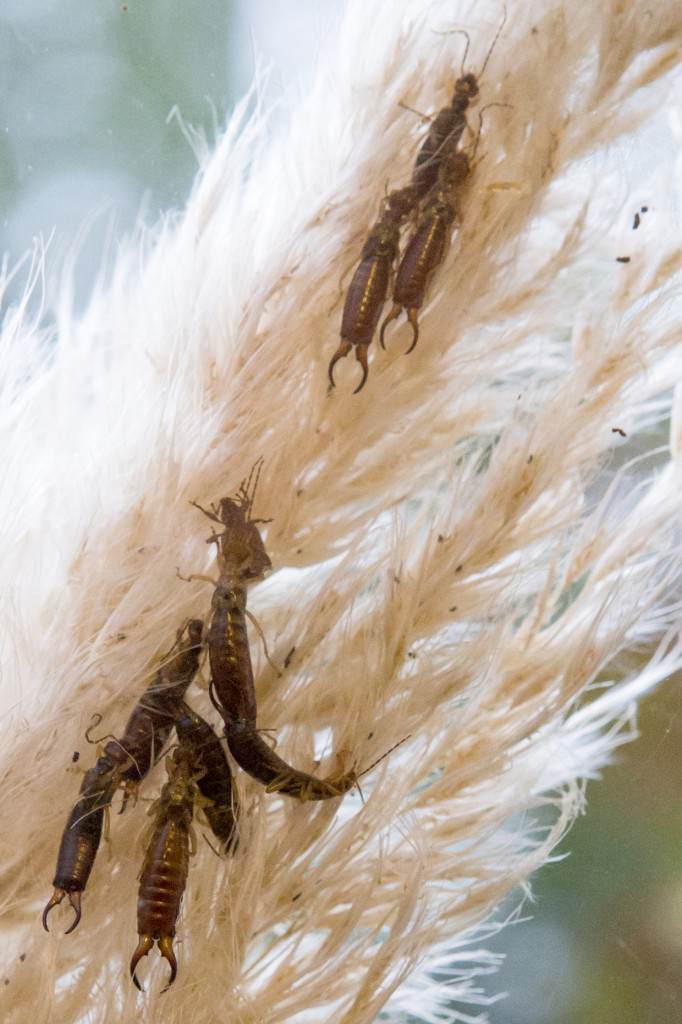 oorwurmencr - Plaagdierbeheersing