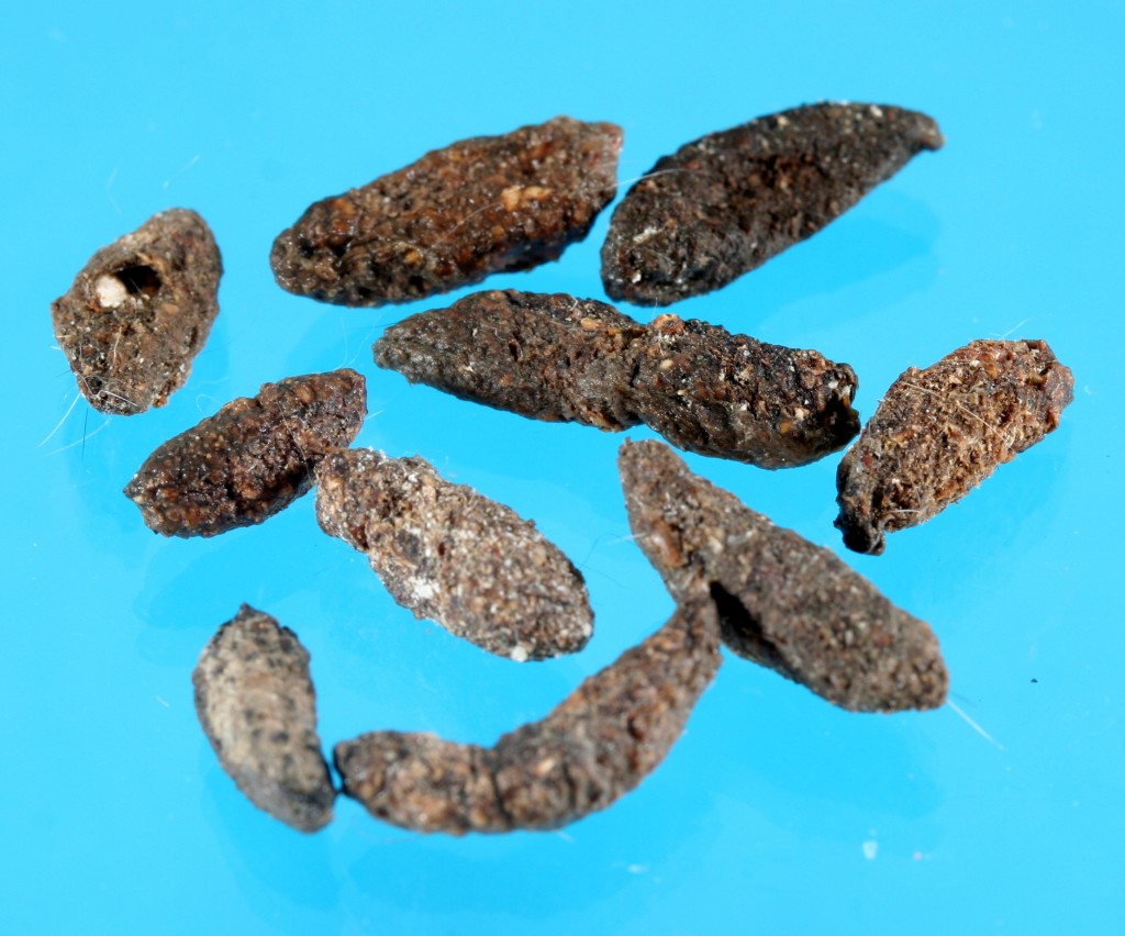 uitwerpselen bruine rat - Plaagdierbeheersing