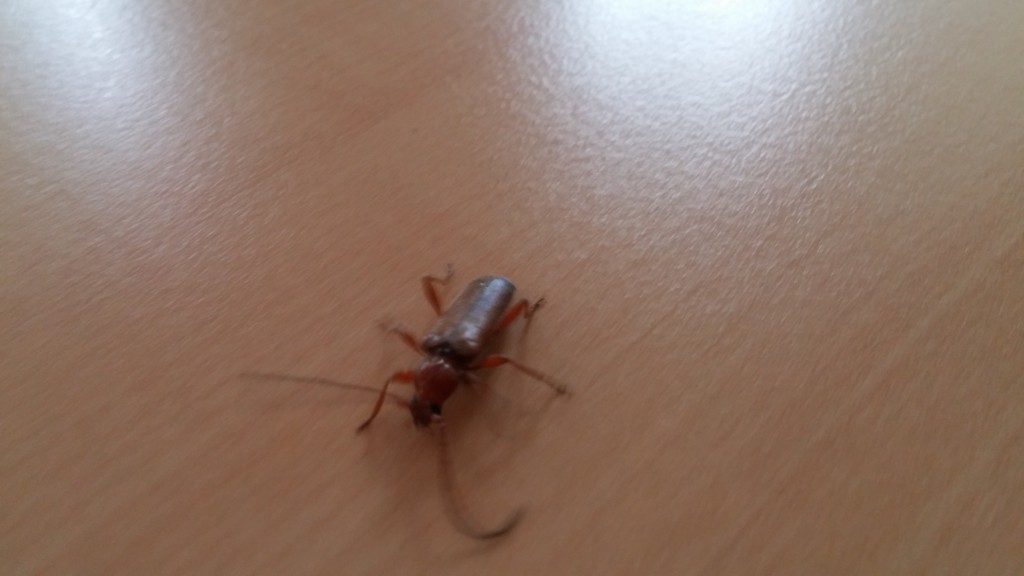 veranderlijke boktor - Plaagdierbeheersing