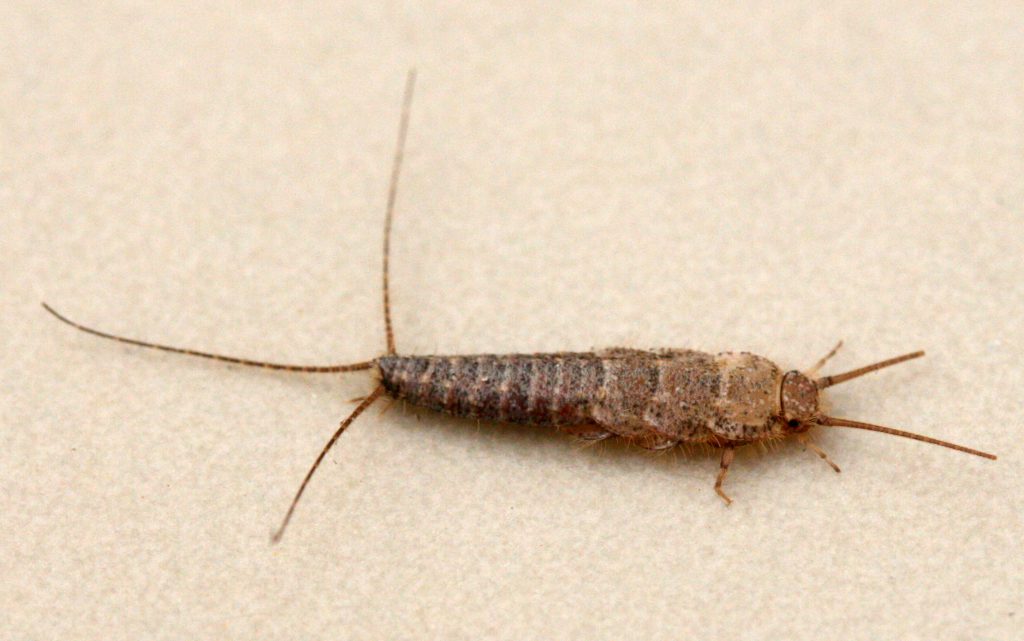 Papiervisje & Ovenvisje - Plaagdierbeheersing