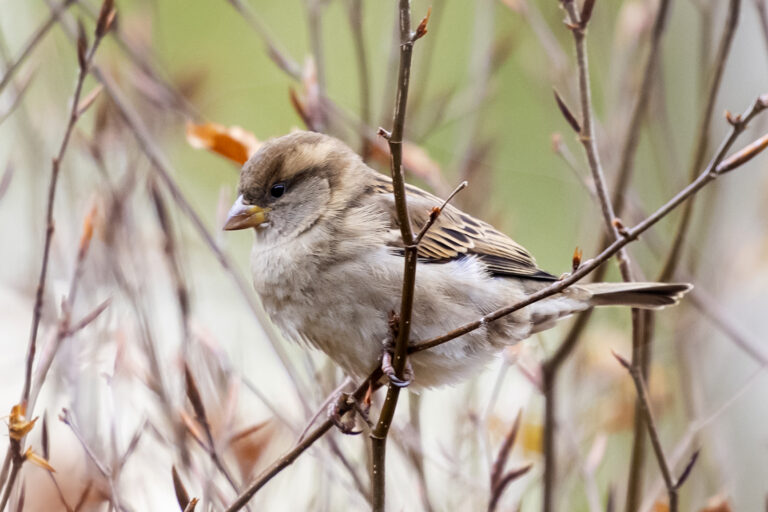 Huismus - Plaagdierbeheersing