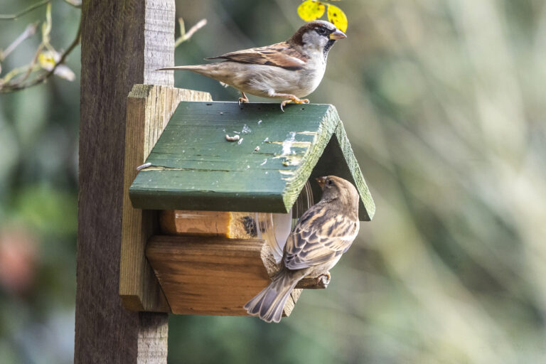 Huismus - Plaagdierbeheersing